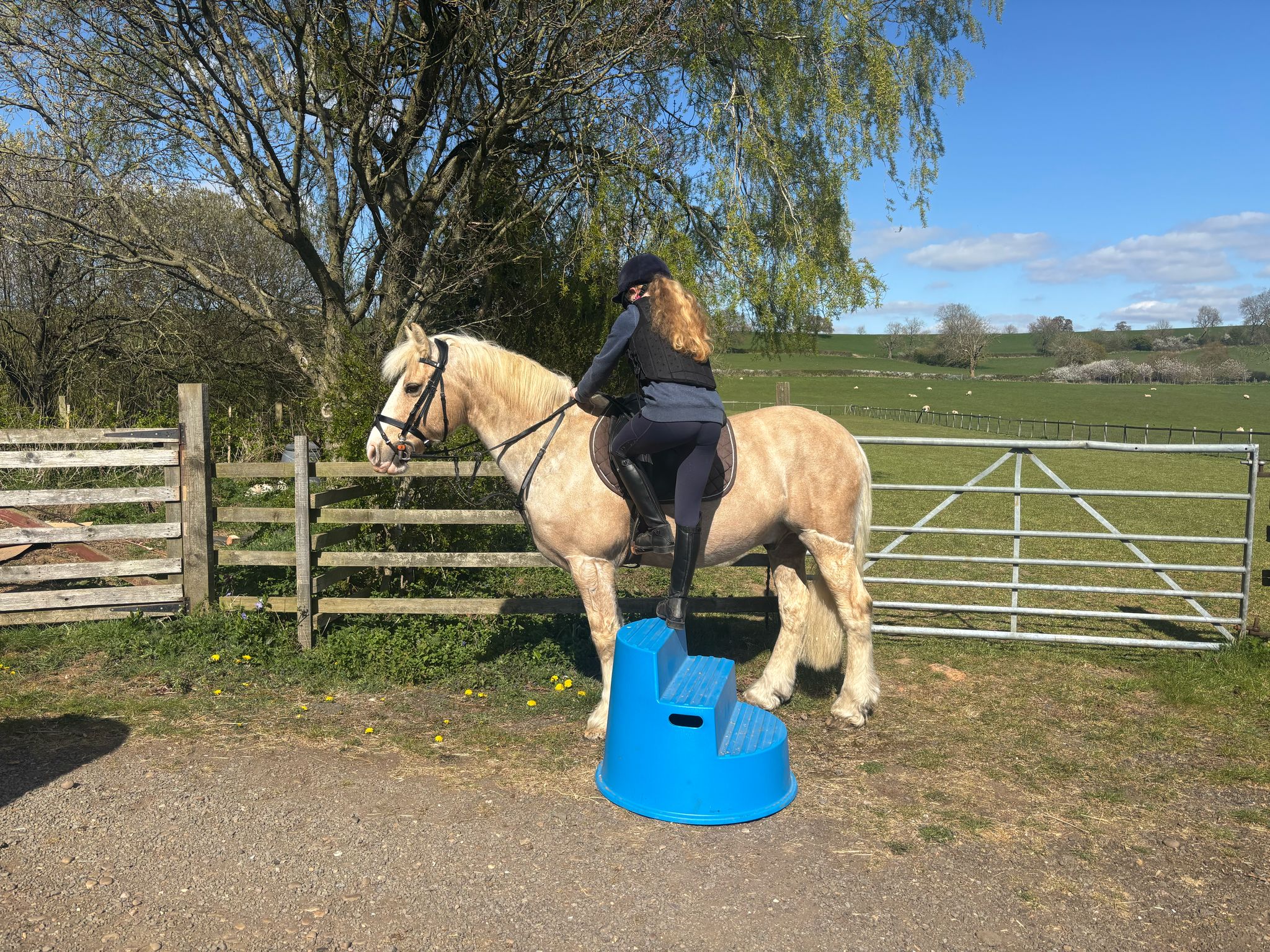 Equestrian Horse Mounting Steps - Trifibre